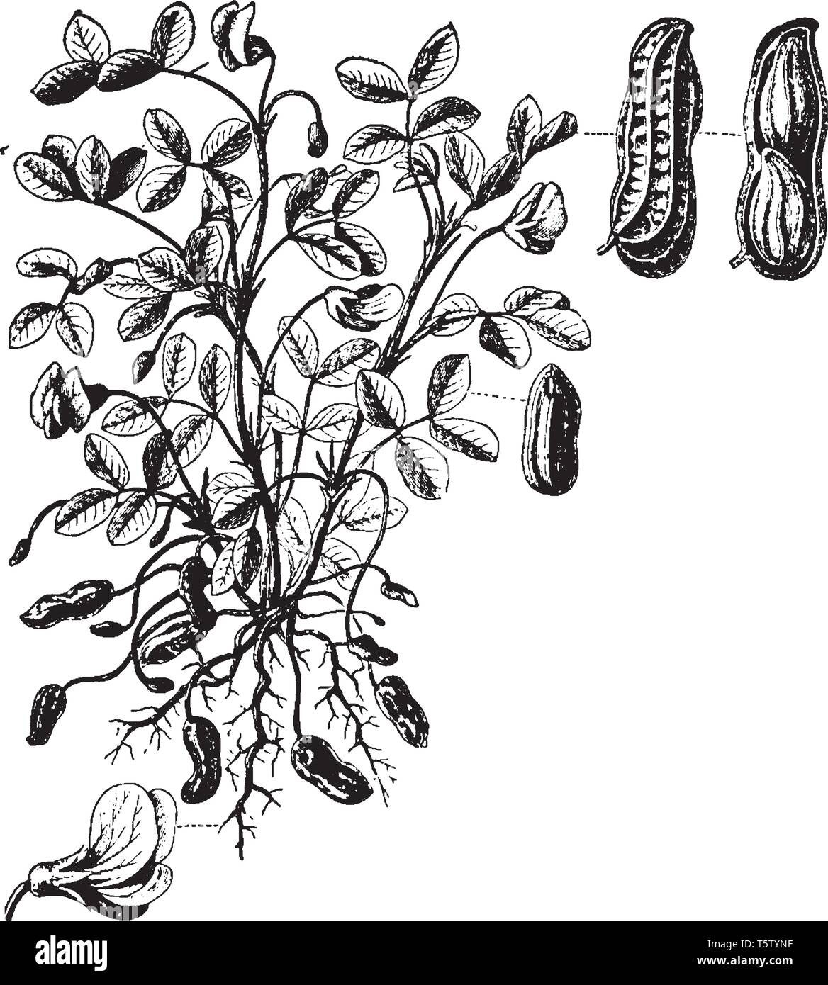 Grown as a crop Stock Vector Images - Alamy