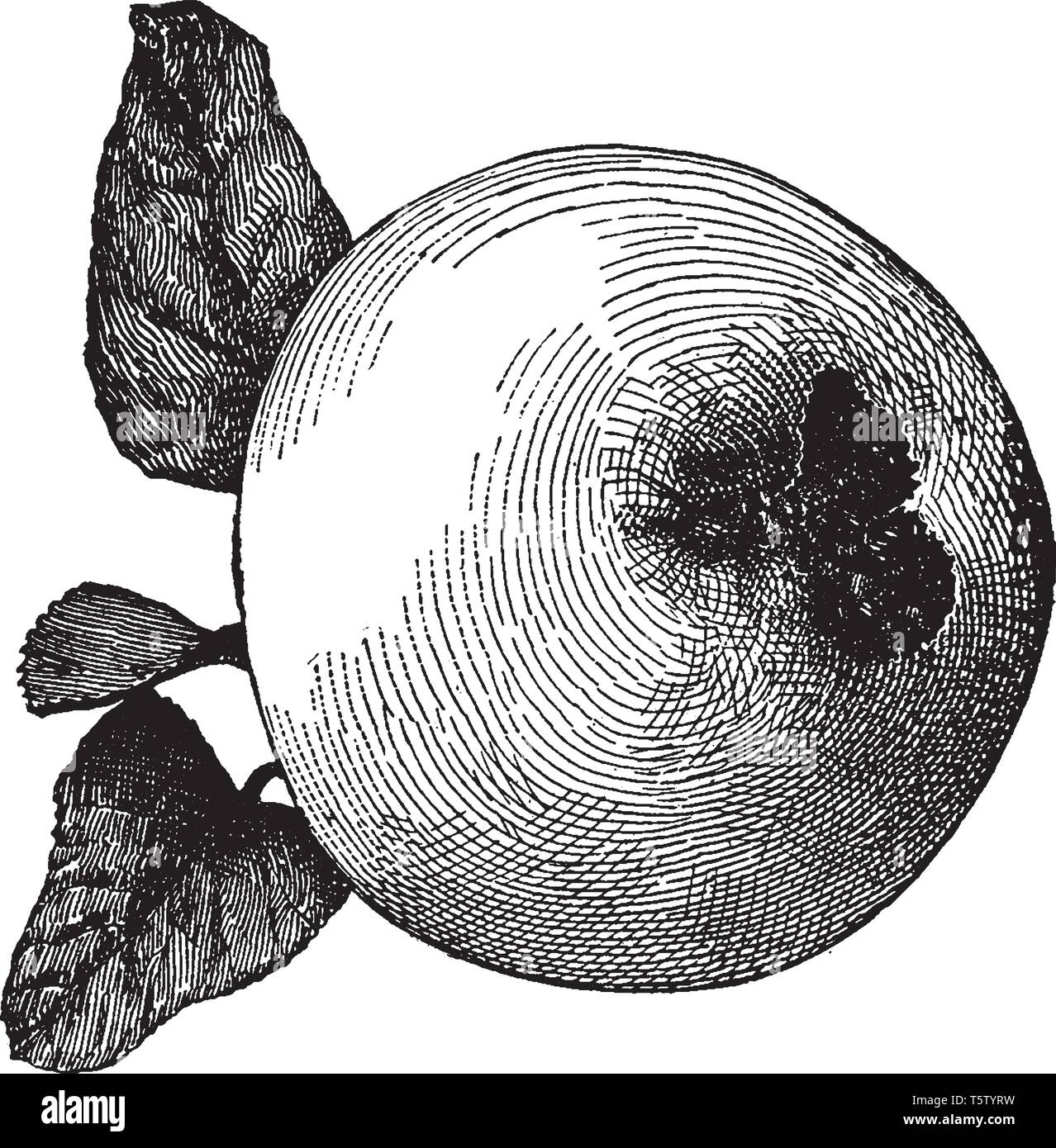 This image is a wormy applies. This is damaged apple. The lower side of ...