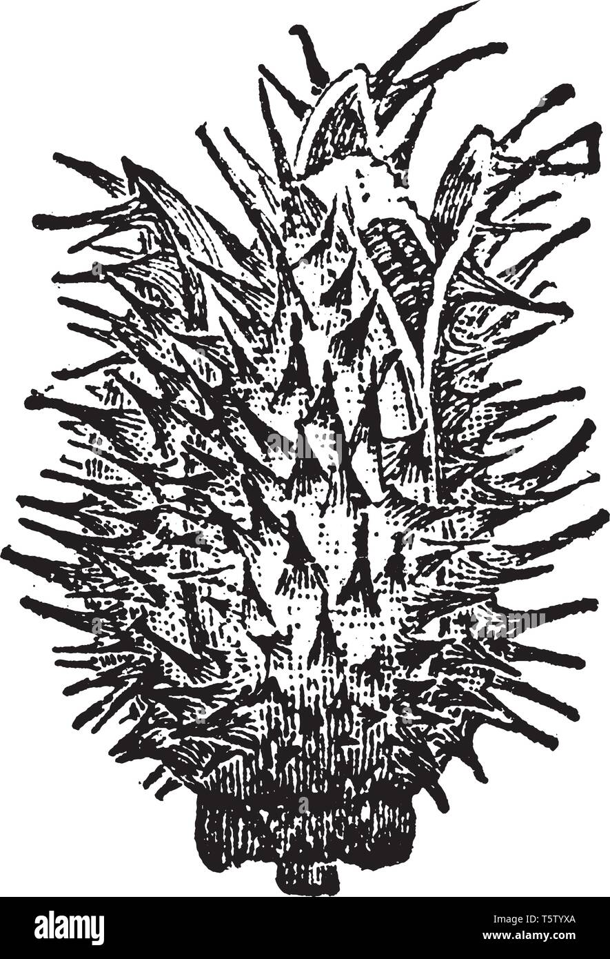 The Thorn Apple Bud is a spiny capsule long and broad. The seeds are ...