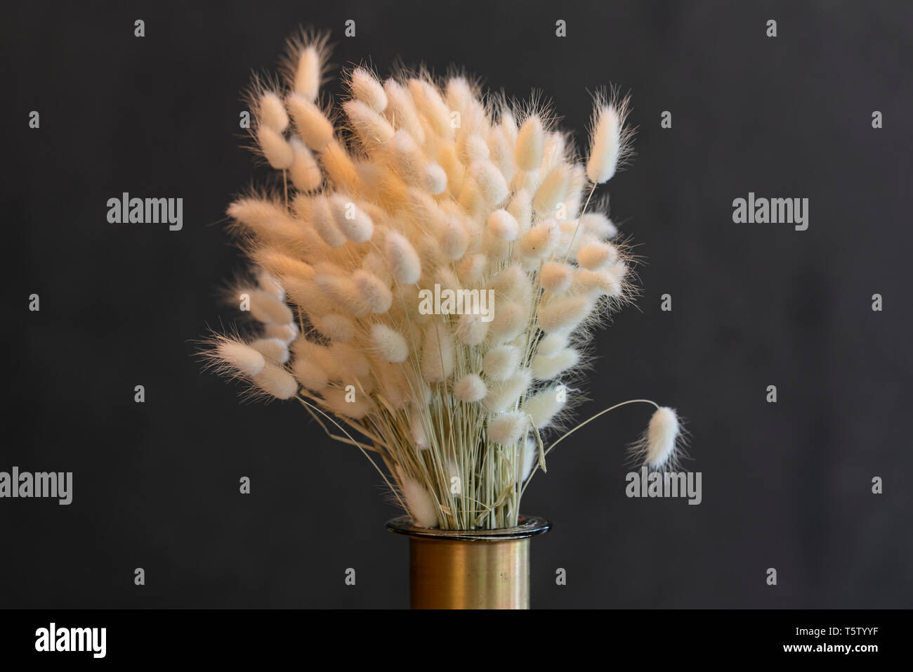 white lagurus bouquet Stock Photo - Alamy