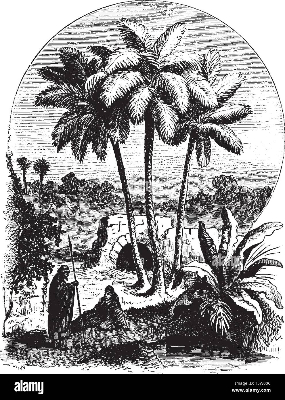 Two palm tree line drawing Stock Vector Images - Alamy