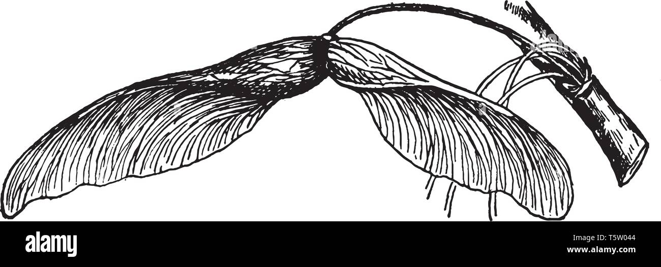 Maple Tree Seeds Drawing