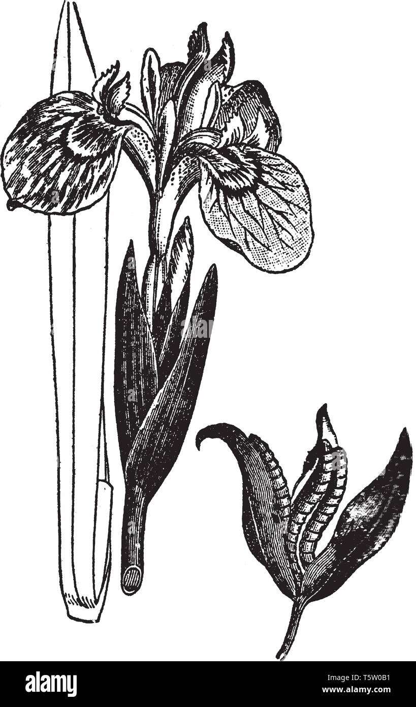 Image taken from in Cut Out Stock Images & Pictures - Alamy