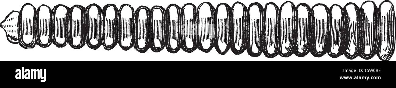 Rattlensnake rattle with twenty four joints, vintage line drawing or ...