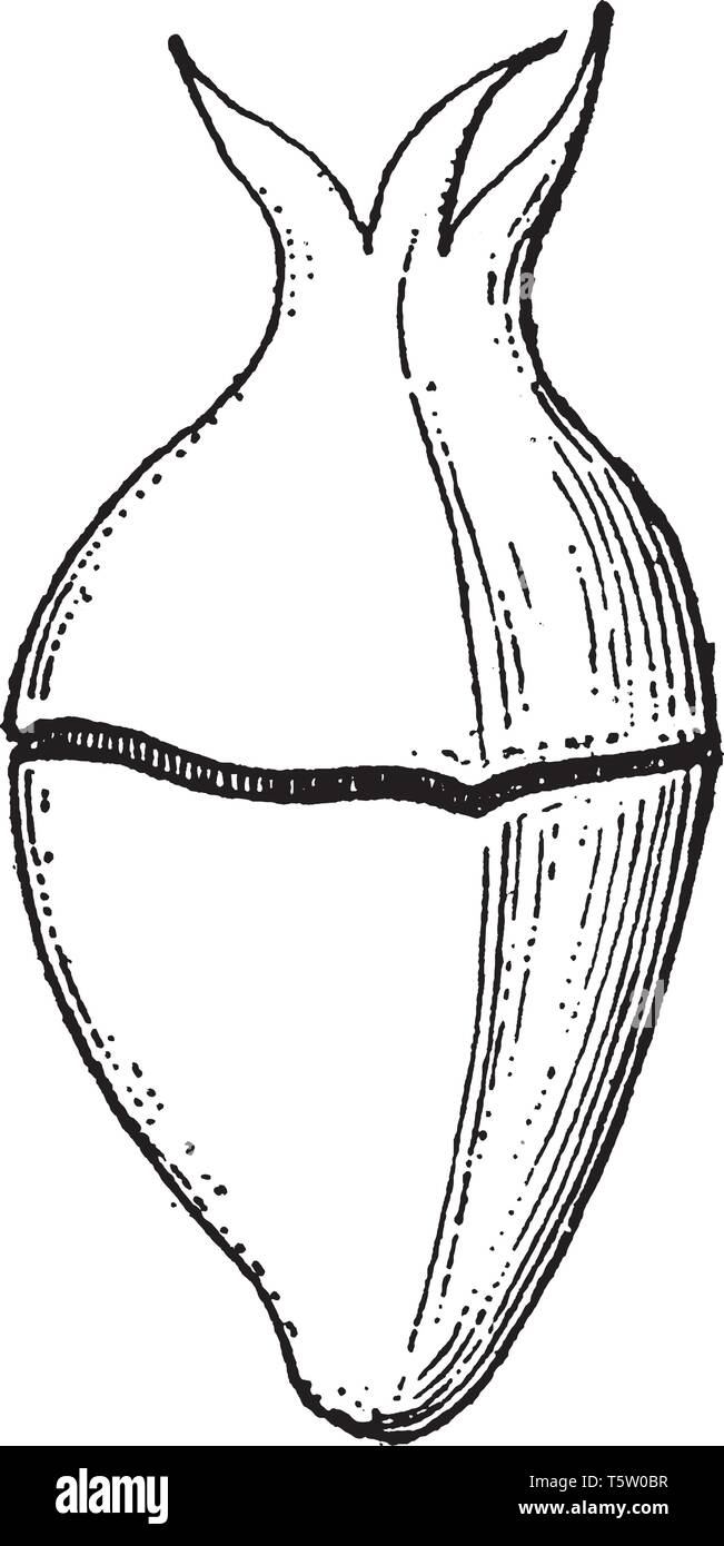 Utricle Fruit Fruit Wikiwand