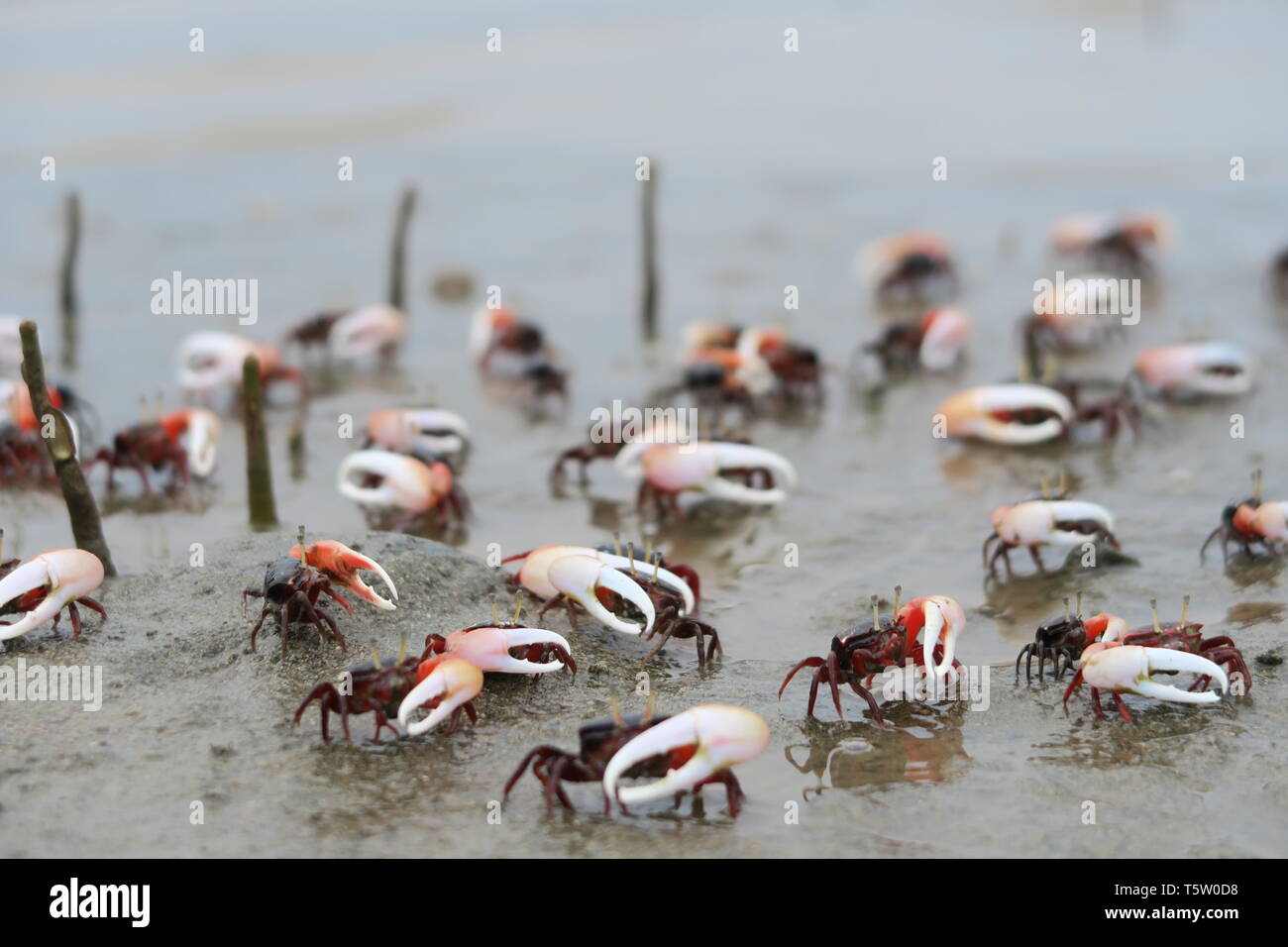 Fiddler Crab ( Uca uruguayensis ) in mangrove forest, Indonesia Stock ...