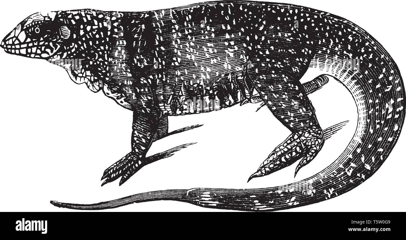 India lizard Stock Vector Images - Alamy