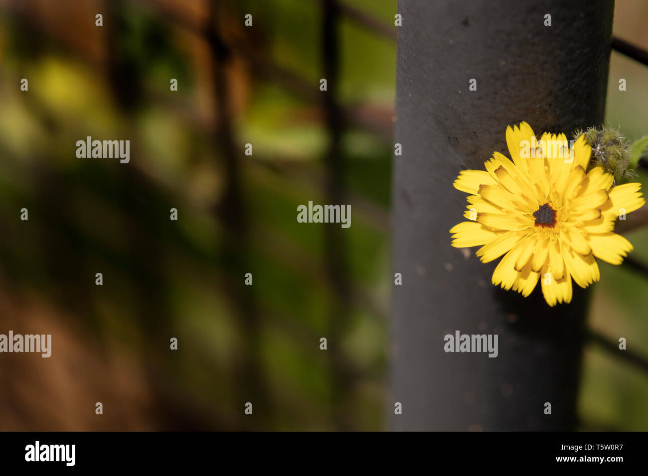 Wrought iron fence post hi-res stock photography and images - Alamy