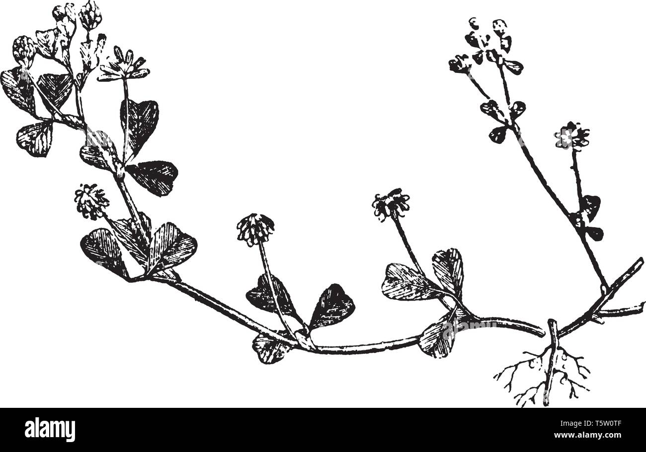 Sprig of shamrock Stock Vector Images - Alamy