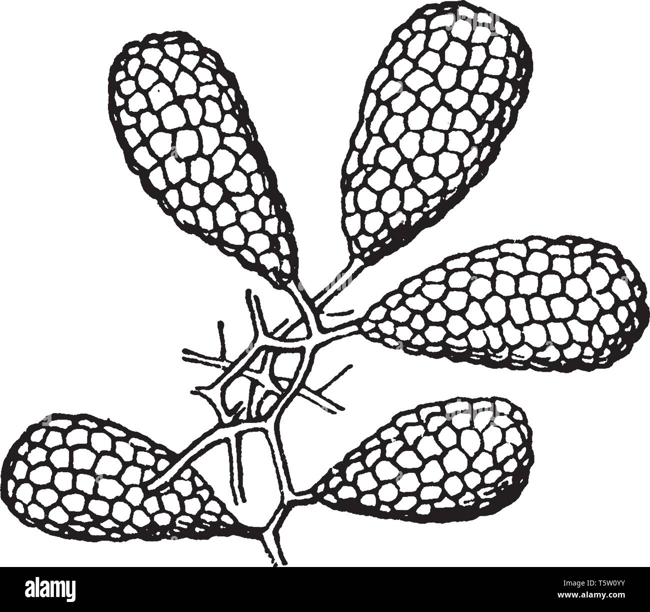 Pollinia hi-res stock photography and images - Alamy