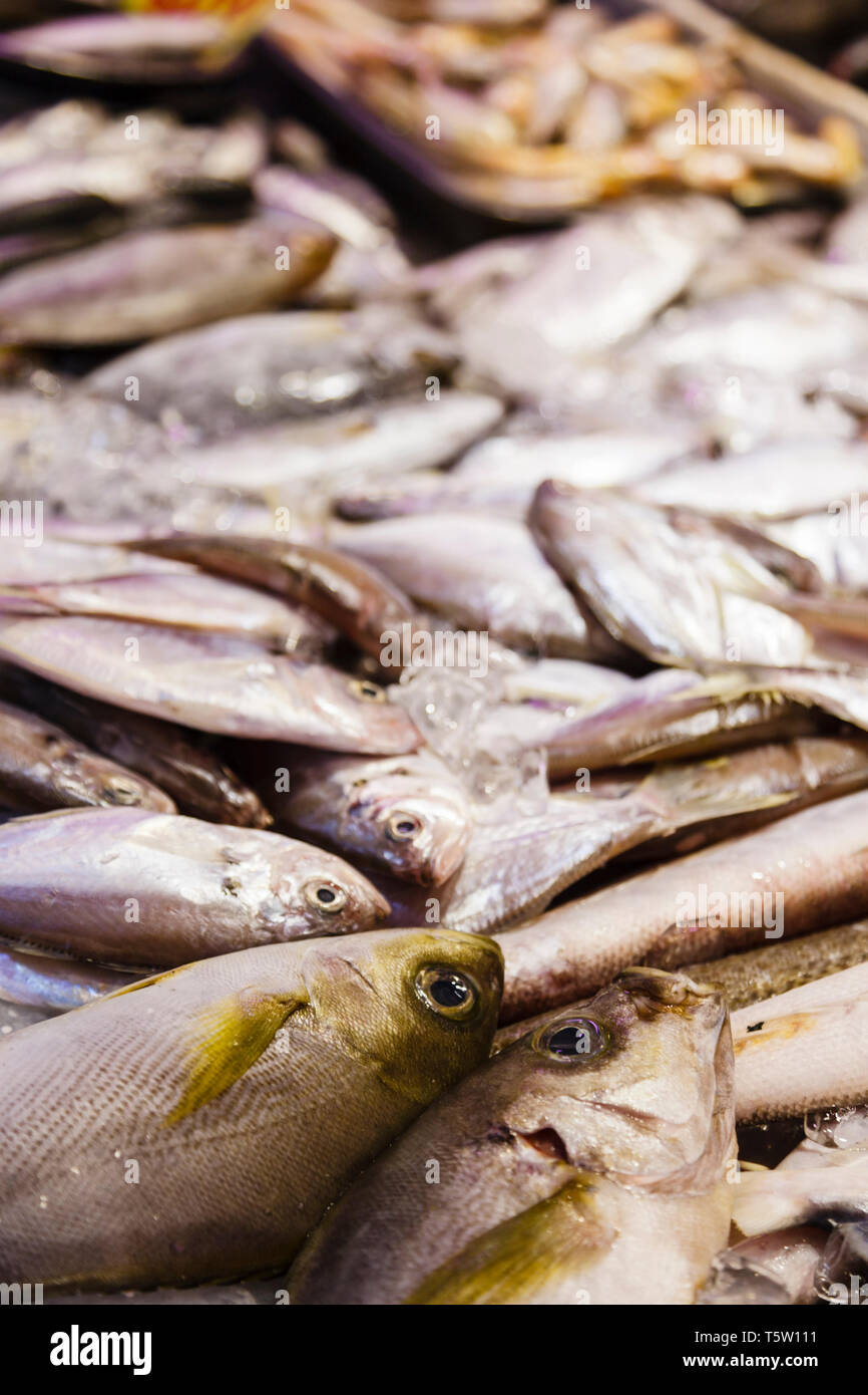 Threadfin Bream High Resolution Stock Photography and Images - Alamy