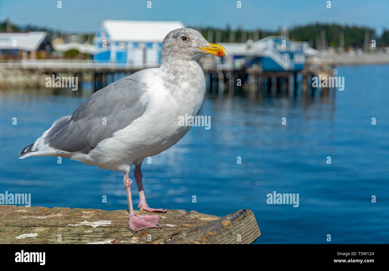 Canada, British Columbia, Sidney, waterfront, seagull Stock Photo - Alamy
