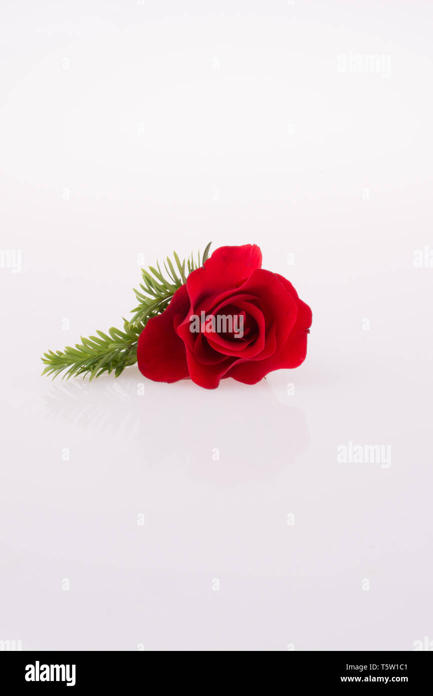 Beautiful red rose on a white background Stock Photo - Alamy
