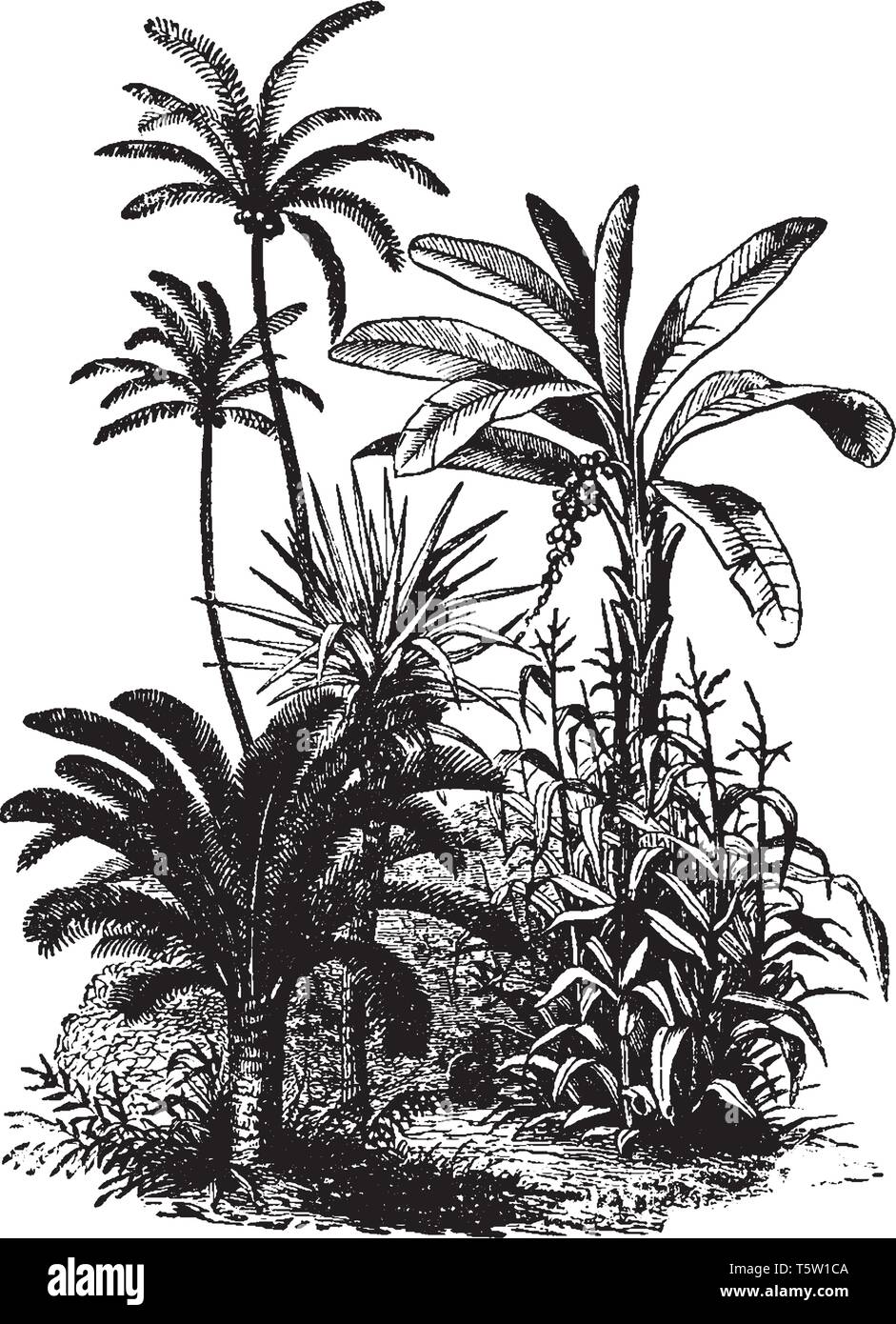 Vegetation is an assemblage of plant species and the ground cover they ...