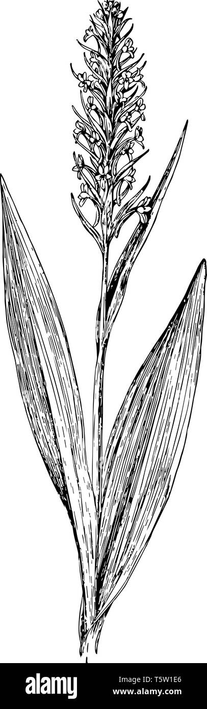 Line yellow red flowers Black and White Stock Photos & Images - Alamy