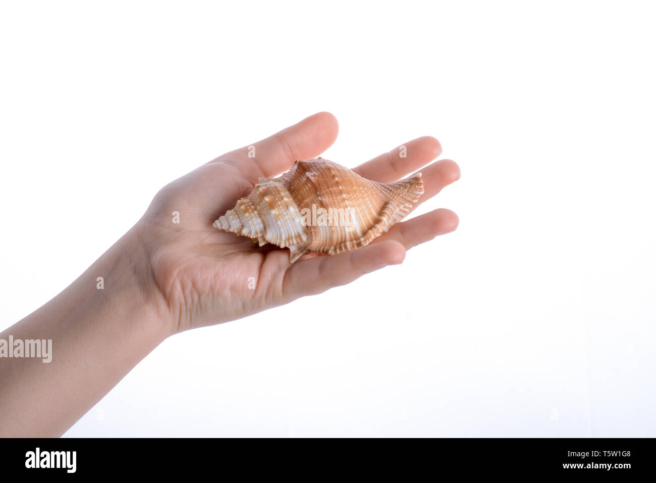 Hand holding a sea shell on a white background Stock Photo - Alamy