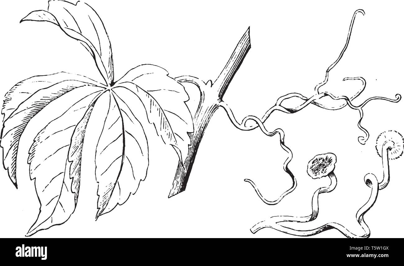 Tendril is a special stem threadlike. The leaves are compound with five ...