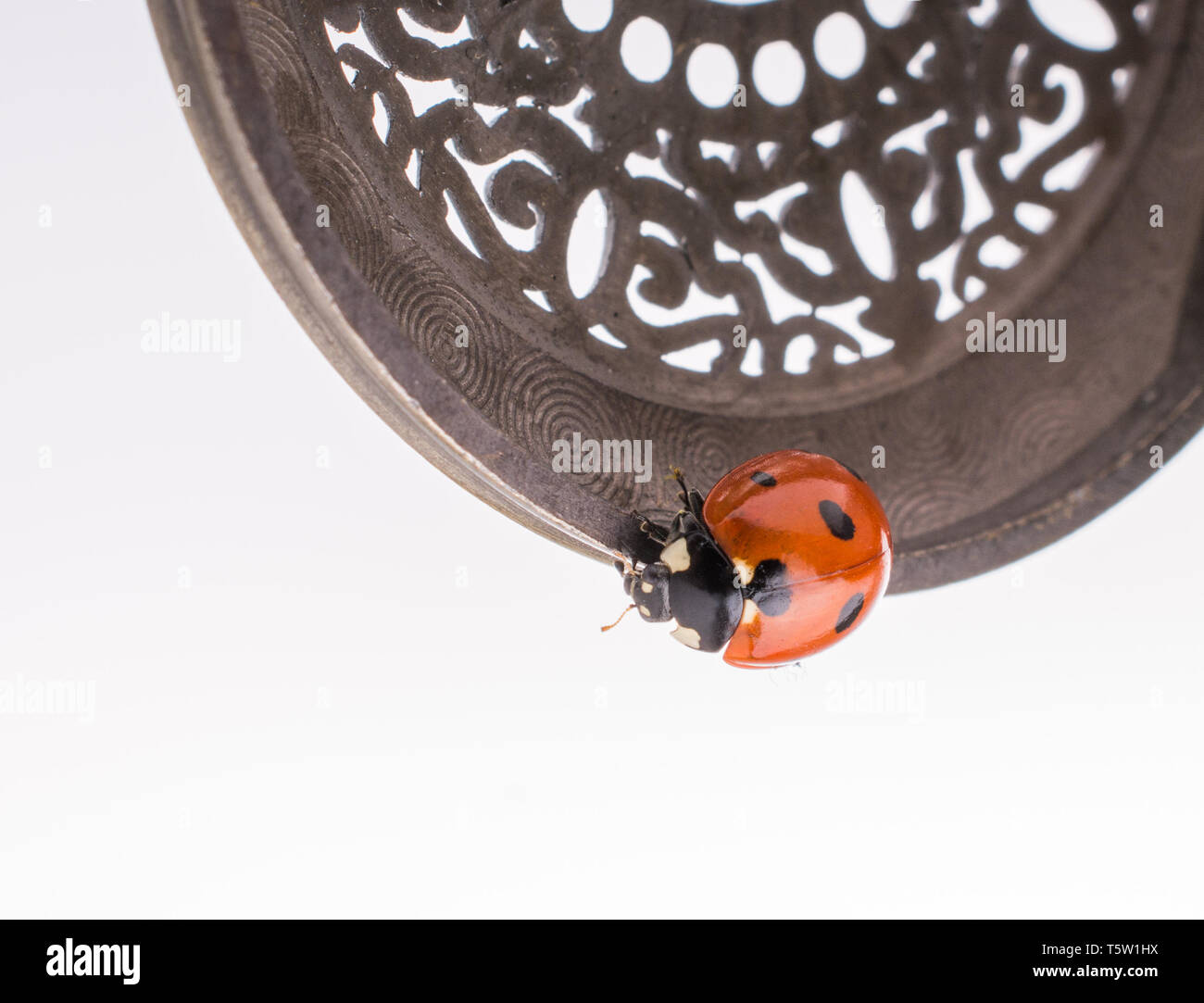 Beautiful photo of red ladybug walking on a pocket watch Stock Photo ...