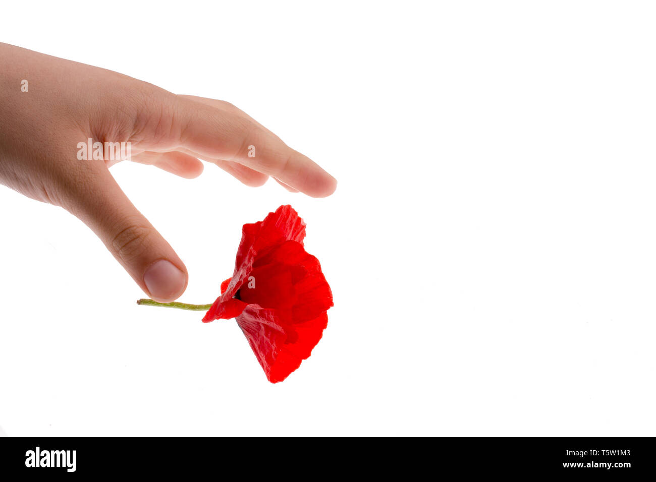 Hand holding a Red Poppy on a white background Stock Photo - Alamy