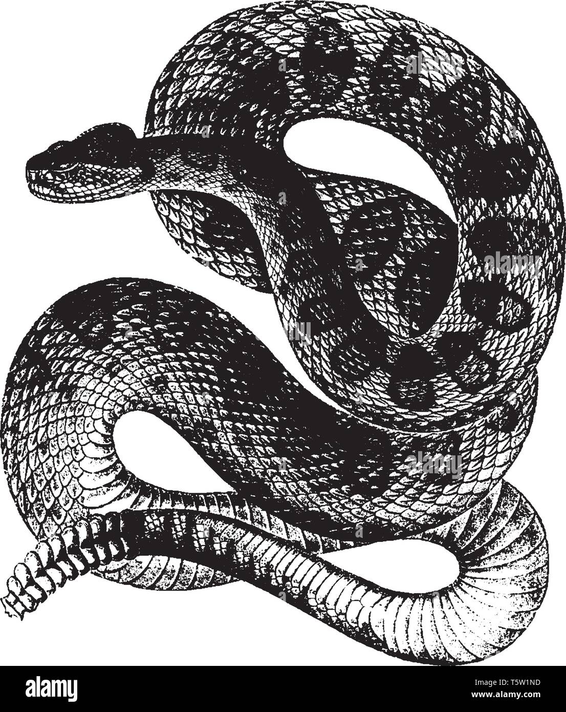 Rattle Snakes are a group of venomous snakes of the genera Crotalus ...