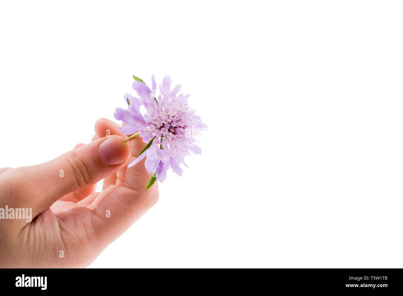 Hand holding A Purple Flower on a white background Stock Photo - Alamy