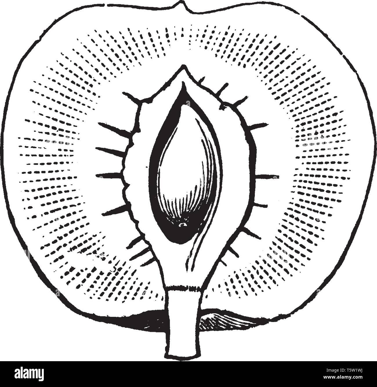 A picture of the section of a peach, which shows flesh, stone, and seed ...