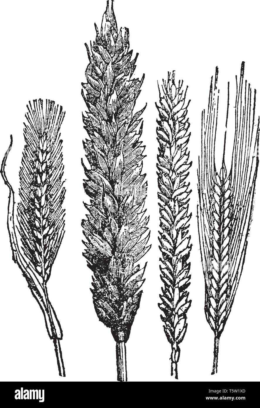 It top of the part of wheat and Wheat is prepared on this area, vintage ...