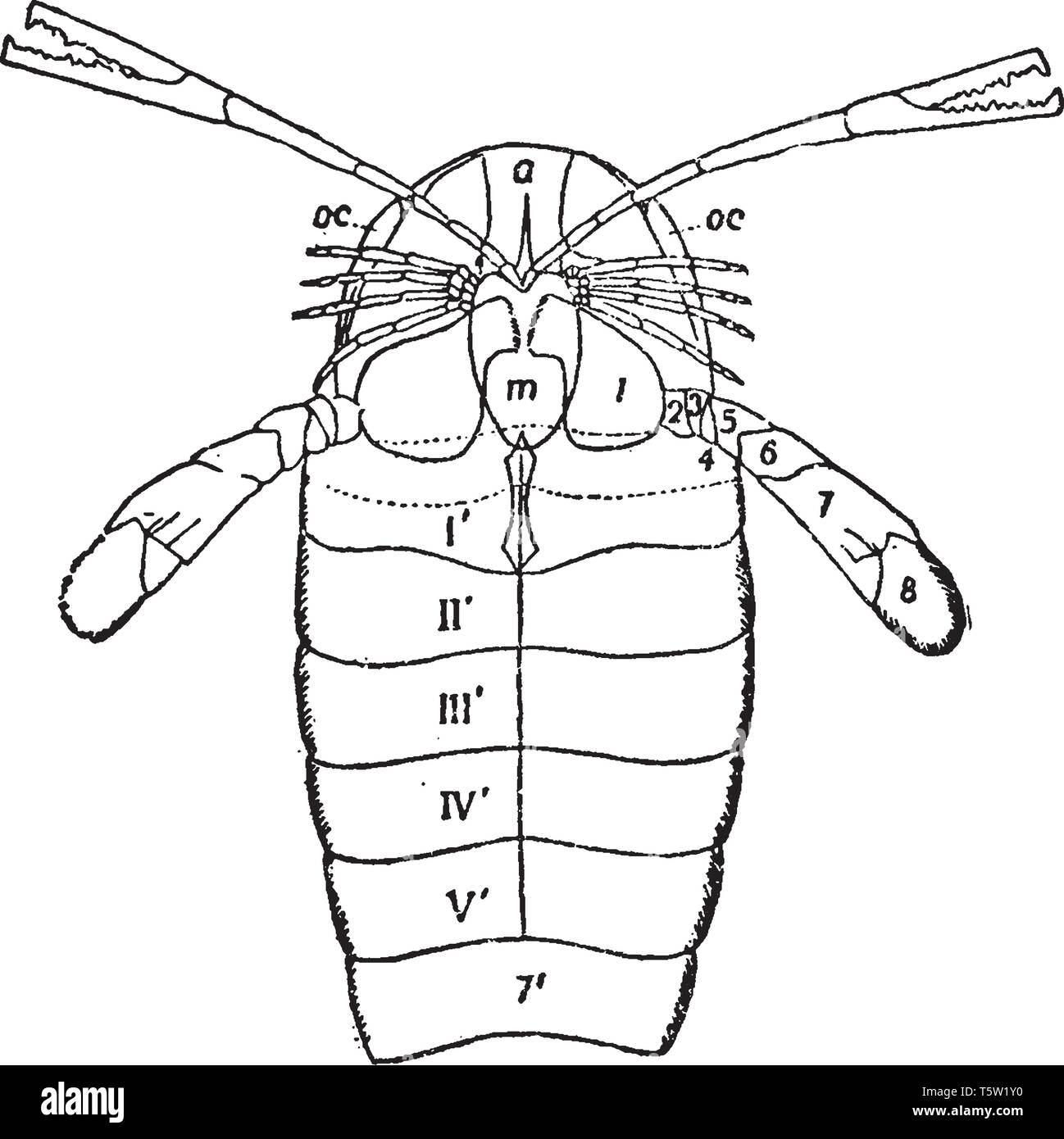 Pierygotus Osiliensis segments of the sixth prosomatic appendage ...