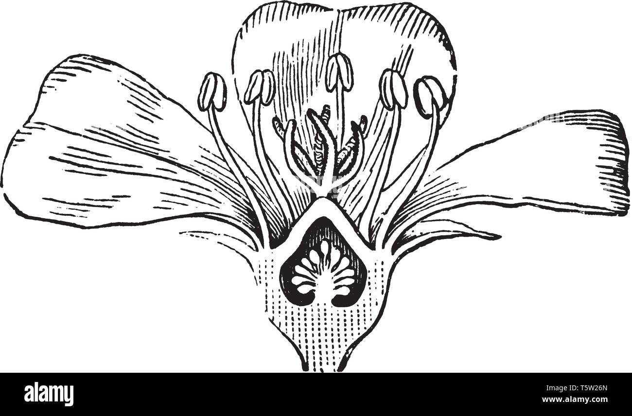 An image of Purslane flower. In that picture shown are calyx, petals ...