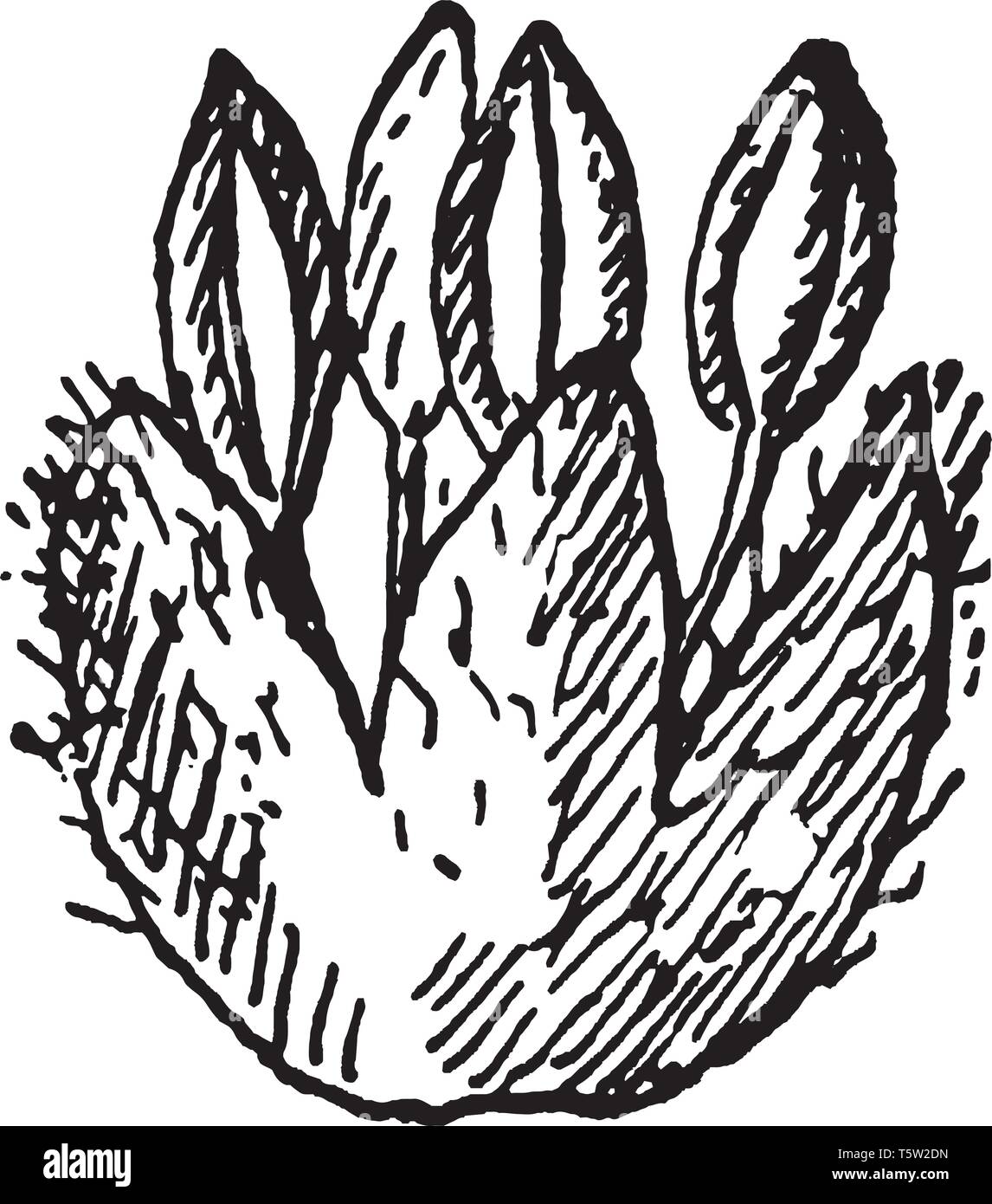 Quercus coccinea Stock Vector Images - Alamy