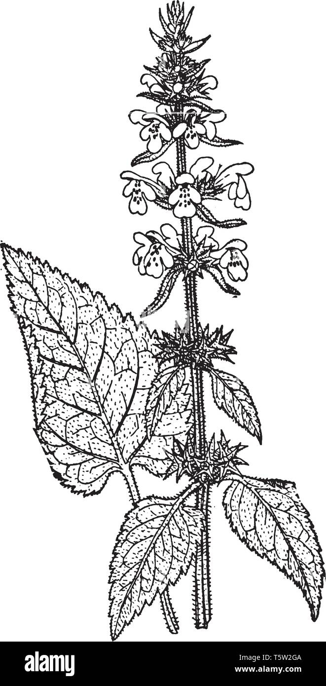 Drawing of woundwort Stock Vector Images - Alamy