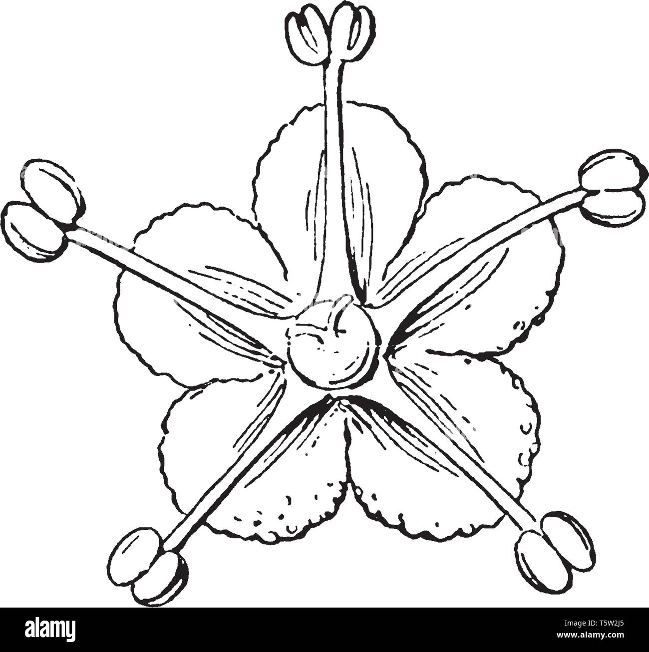 Lambs quarters Stock Vector Images - Alamy