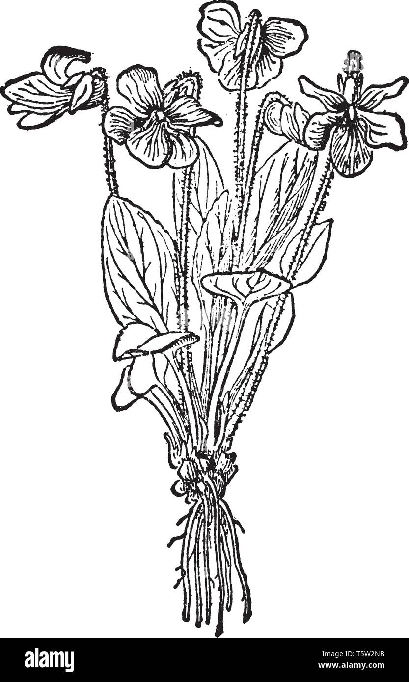 Engraved south america Stock Vector Images - Alamy