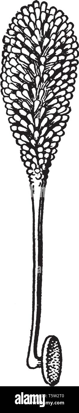 A Pollinium (plural pollinia) is a coherent mass of pollen grains in a ...