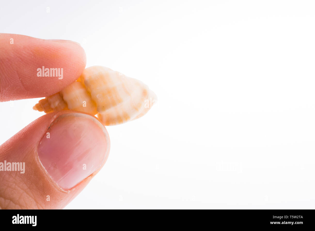 Hand holding Beautiful sea shell on a white background Stock Photo - Alamy