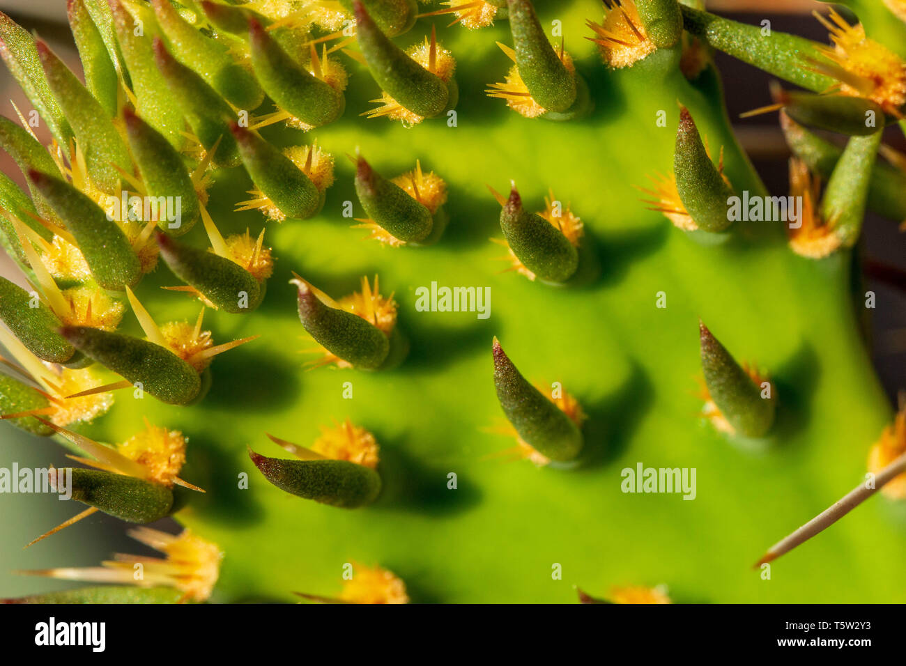 Prickly Pear thorns and spikes Stock Photo - Alamy