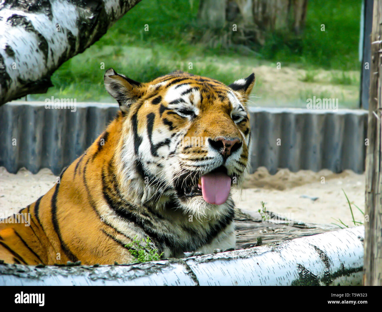 Beautiful tiger - detail on tiger head between the trees Stock Photo ...