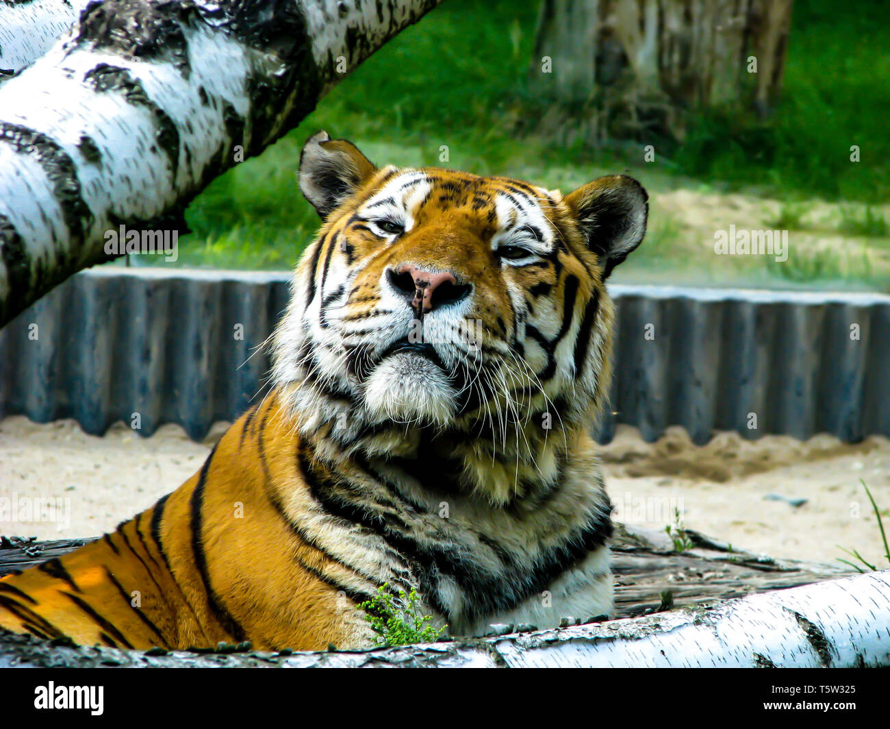Beautiful tiger - detail on tiger head between the trees Stock Photo ...