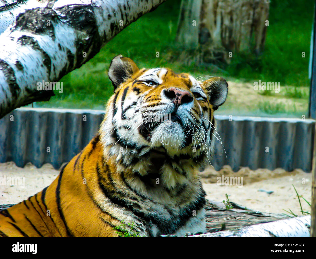 Beautiful tiger - detail on tiger head between the trees Stock Photo ...