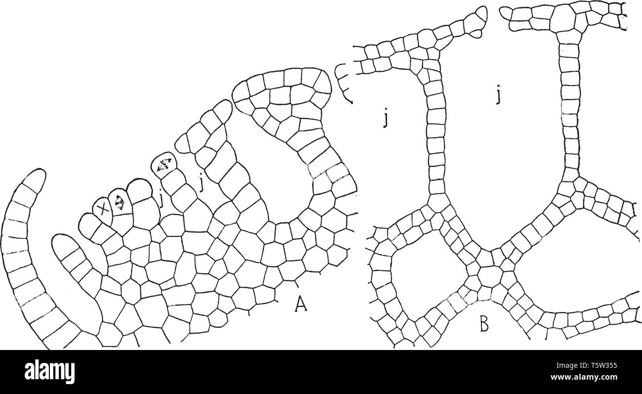 This is structure of Thallus of Ricciocarpus. In this A section of the ...