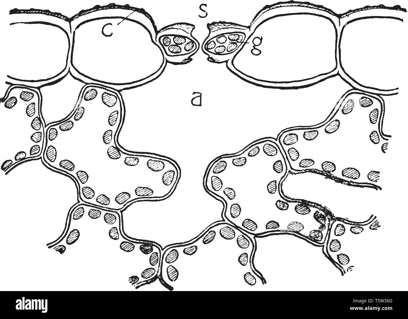 Stoma pore Black and White Stock Photos & Images - Alamy