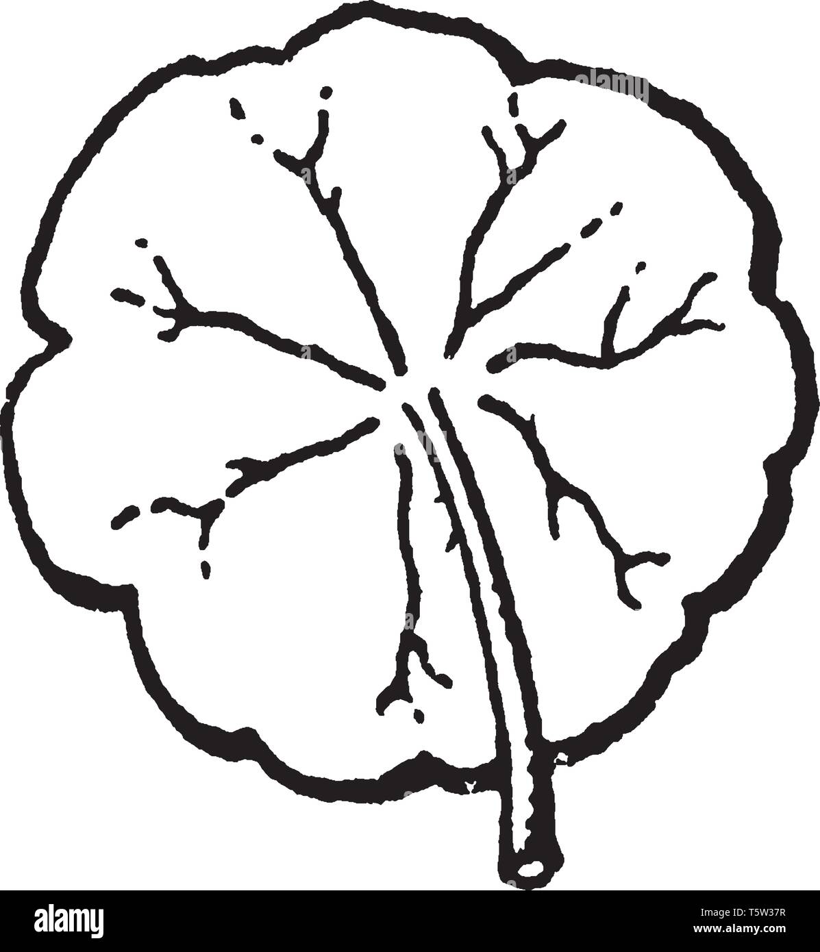 Peltate leaf Stock Vector Images - Alamy