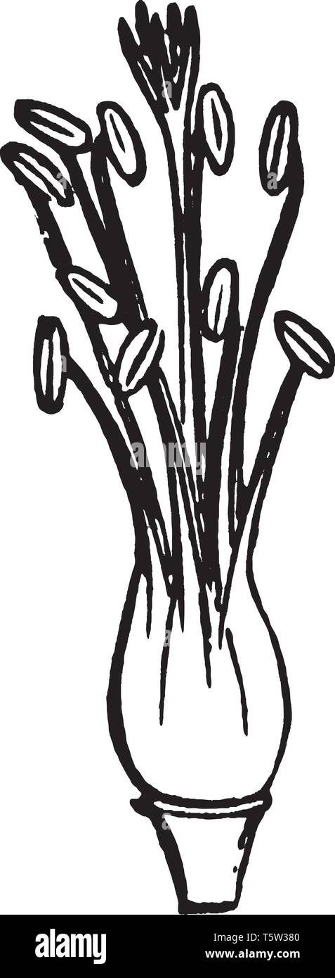 Black white picture lower Stock Vector Images - Alamy