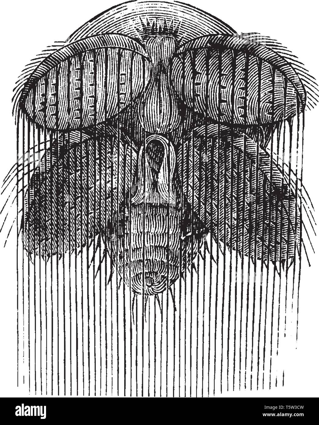 Spinnerets of a spider by means of which they spin their curious and ...