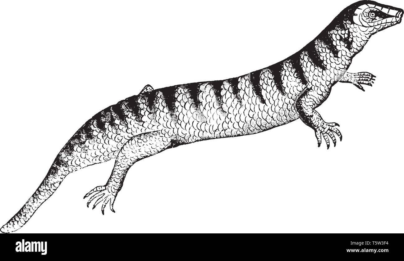 Skink is common in Egypt and can reach 8 to 9 inches, vintage line ...