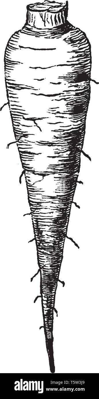 This is image of Taproot. A taproot is a large, central, and dominant ...