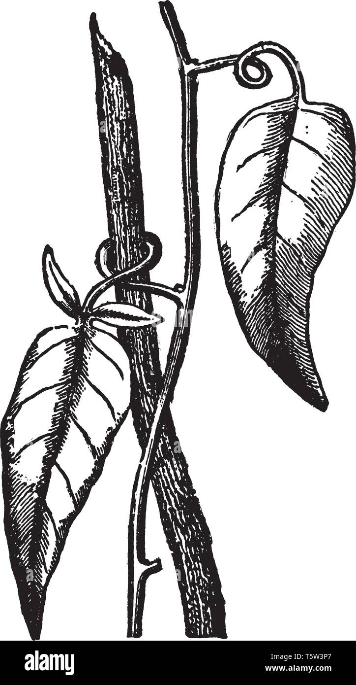 A picture shows the Solanum Jasminoides Plant. Leaves are ovate or ...