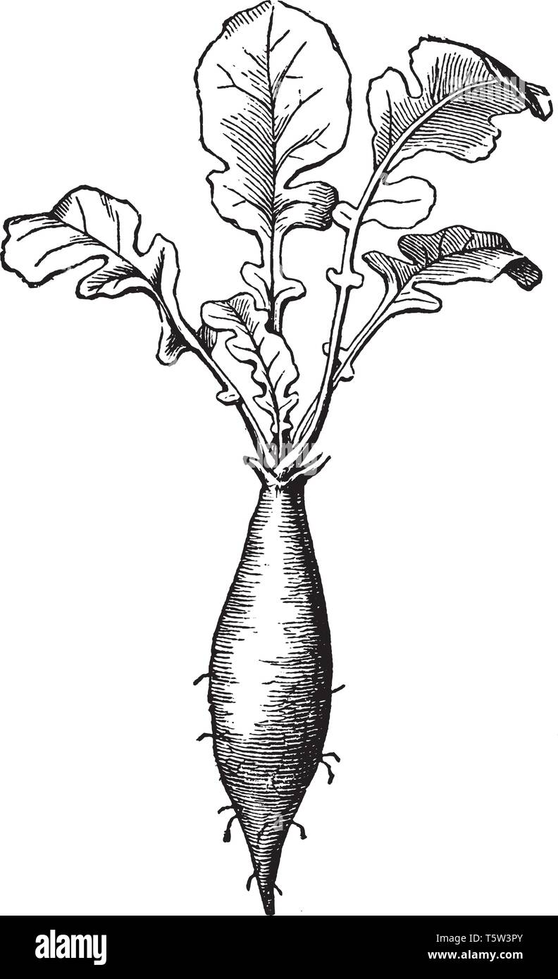 Taproot plant hi-res stock photography and images - Alamy