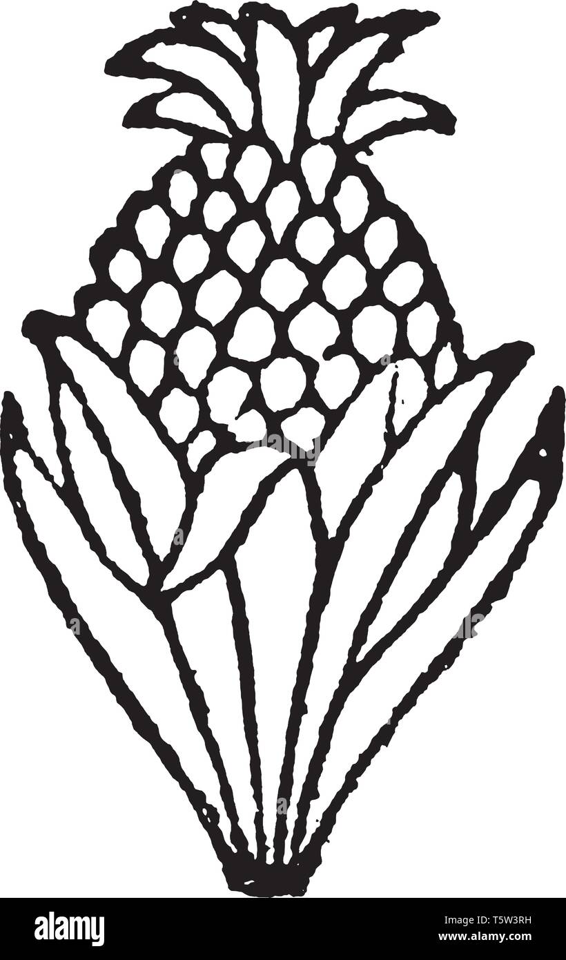 A picture showing a doodad resembling a Pineapple. A sweet, yellow ...