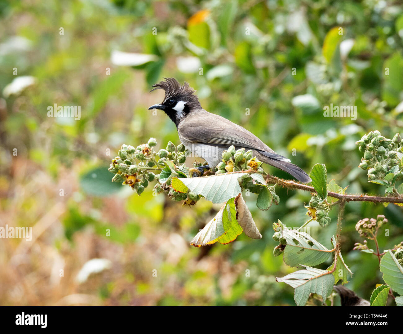Leucogenys hi-res stock photography and images - Alamy
